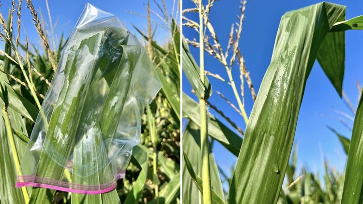 Explaining 'corn sweat' and it's impact on this week's heatwave | wthr.com