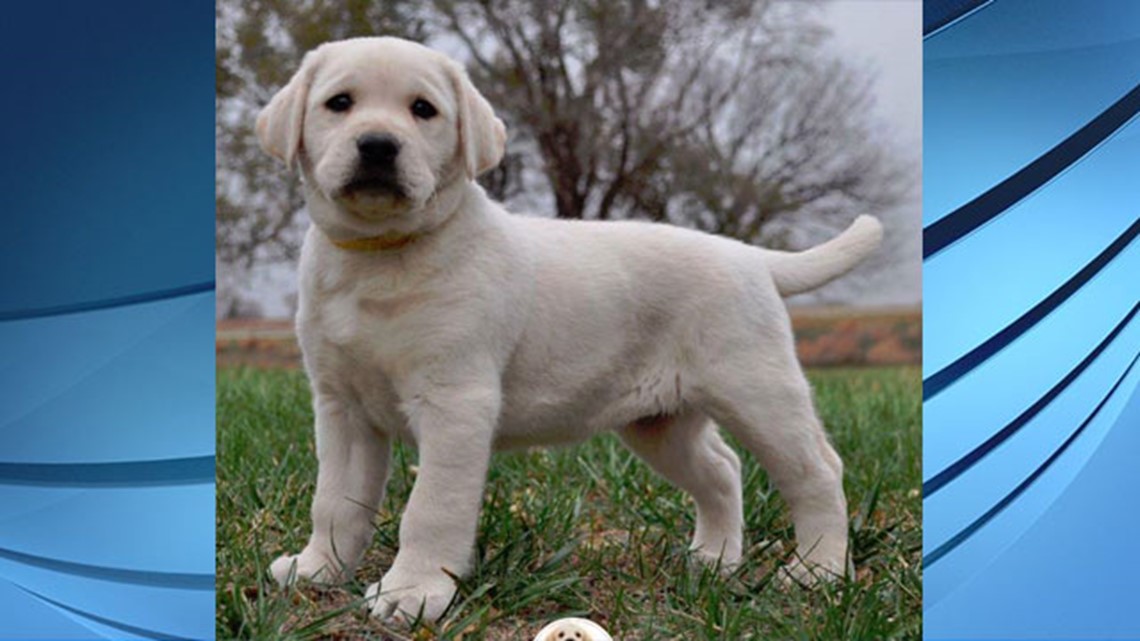 Labrador retriever reigns supreme for 25 years as top U.S dog breed ...