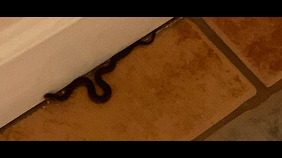 Snake in their hotel room leaves Jacksonville couple upset, terrified ...