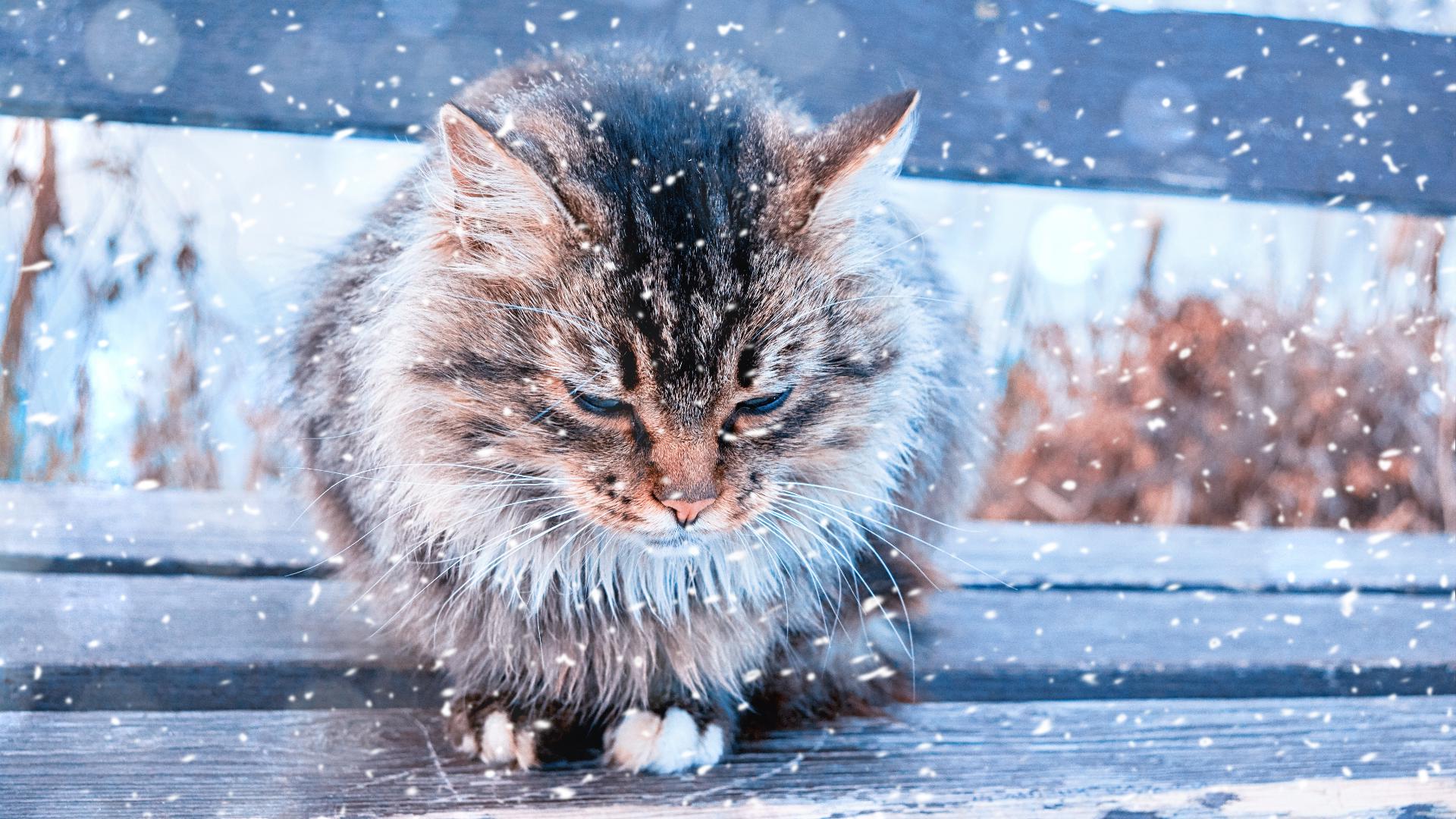 How you can help animals during extreme cold in Indiana | wthr.com