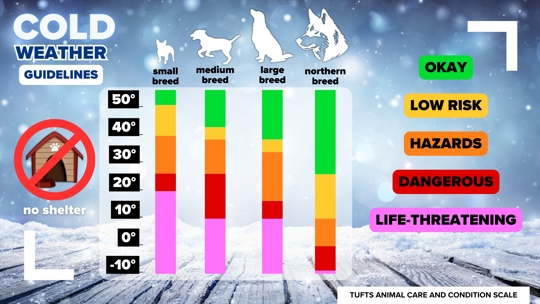How much cold can your dog handle based on breed | wthr.com