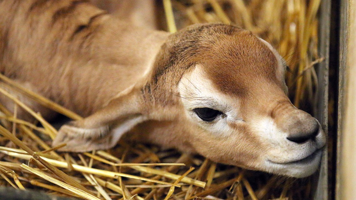 Indianapolis Zoo welcomes birth of critically endangered gazelle | 10tv.com