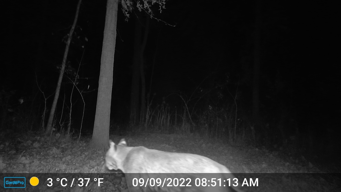 Indiana to allow bobcat trapping after vote | wthr.com
