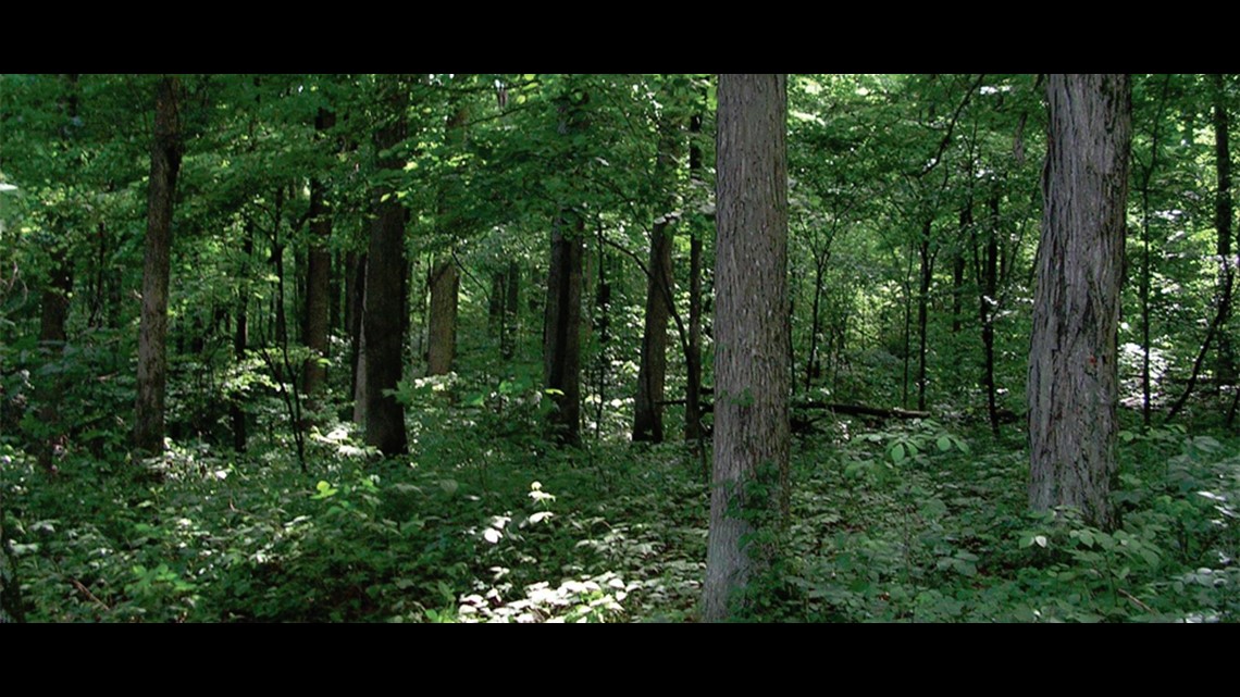 Registry of biggest trees in Indiana now available online | wthr.com