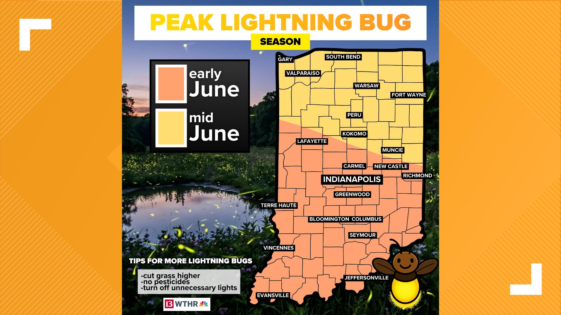 Peak lightning bug season has arrived in Indiana | 13Weather Blog ...