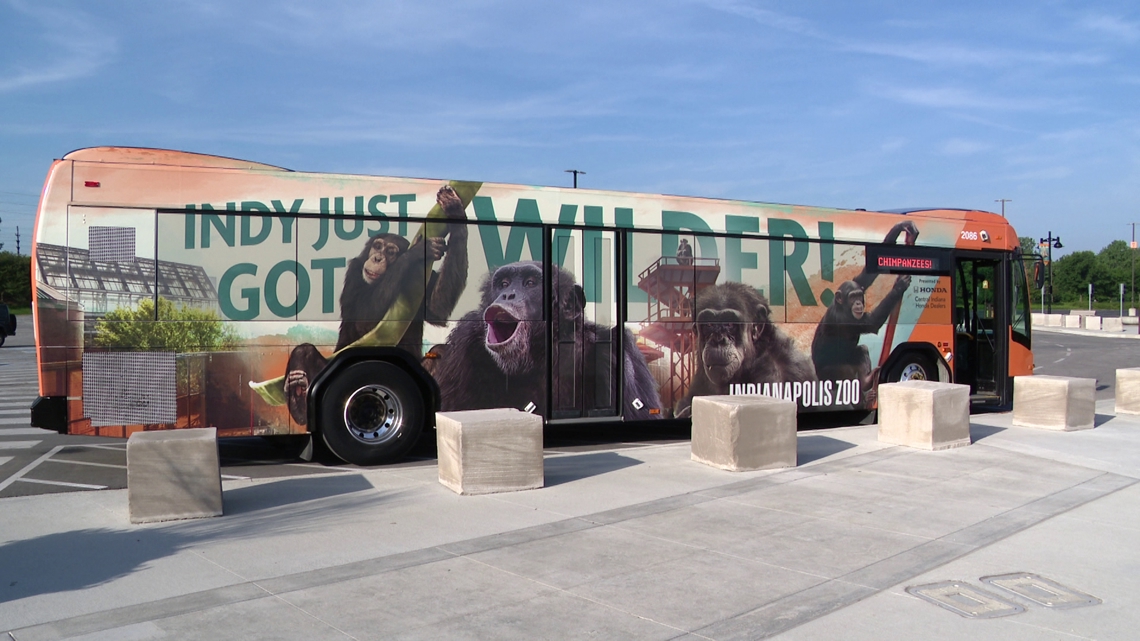 Indianapolis Zoo unveils IndyGo bus design to promote new chimps | wthr.com