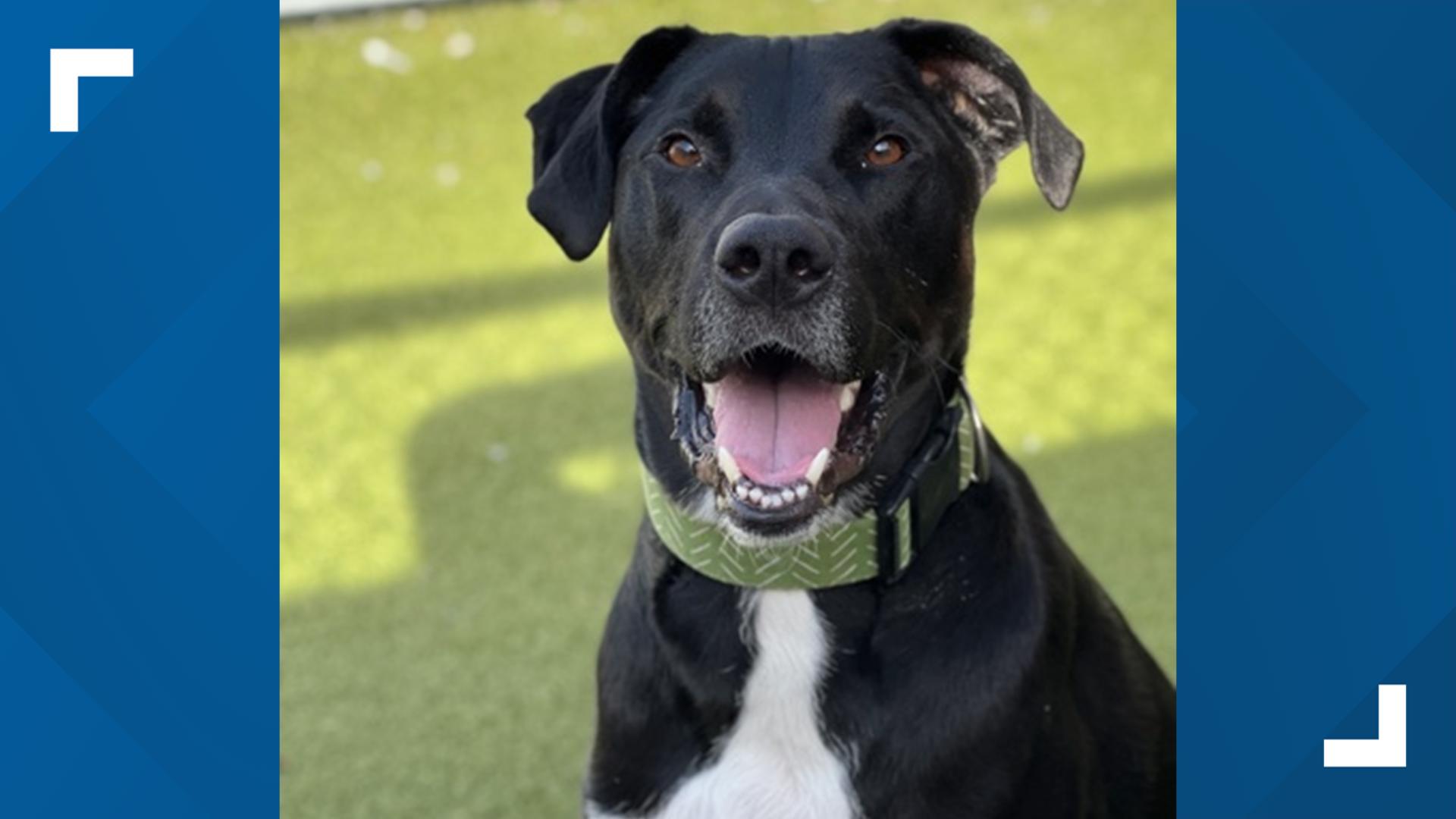 Pets of the Week for 7-12-2025 | wthr.com