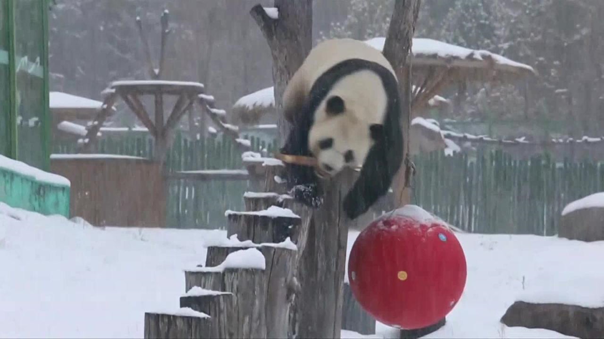 WATCH: Pandas play in the first snow of the season in China | wthr.com