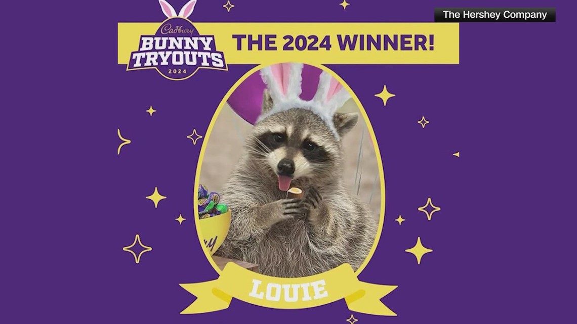 Raccoon named Louie wins 2024 Cadbury Bunny Tryouts | wthr.com