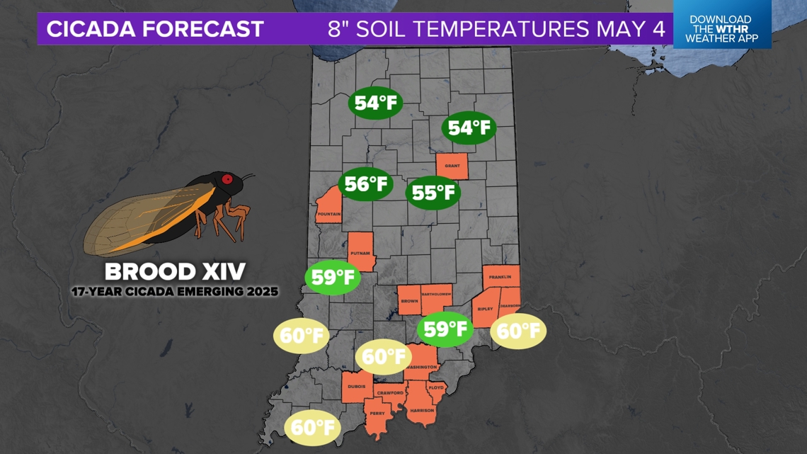 2025 Cicada emergence begins in the South, heads to Indiana next | wthr.com