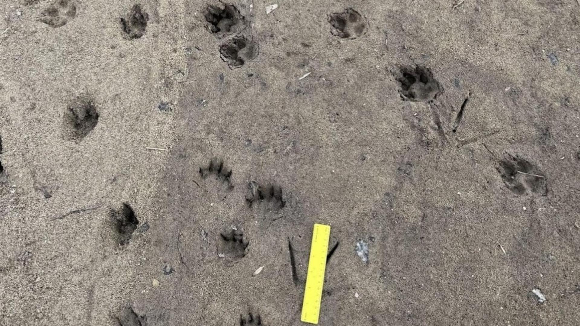 Tracker finds signs of river otters at Eagle Creek Park for first time ...