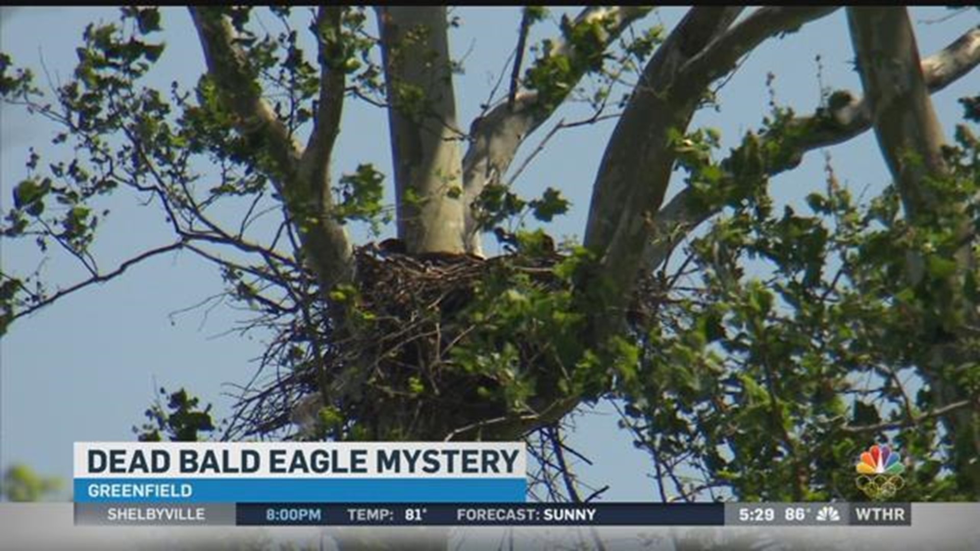 Greenfield eagle watchers mourn bird's death | wthr.com