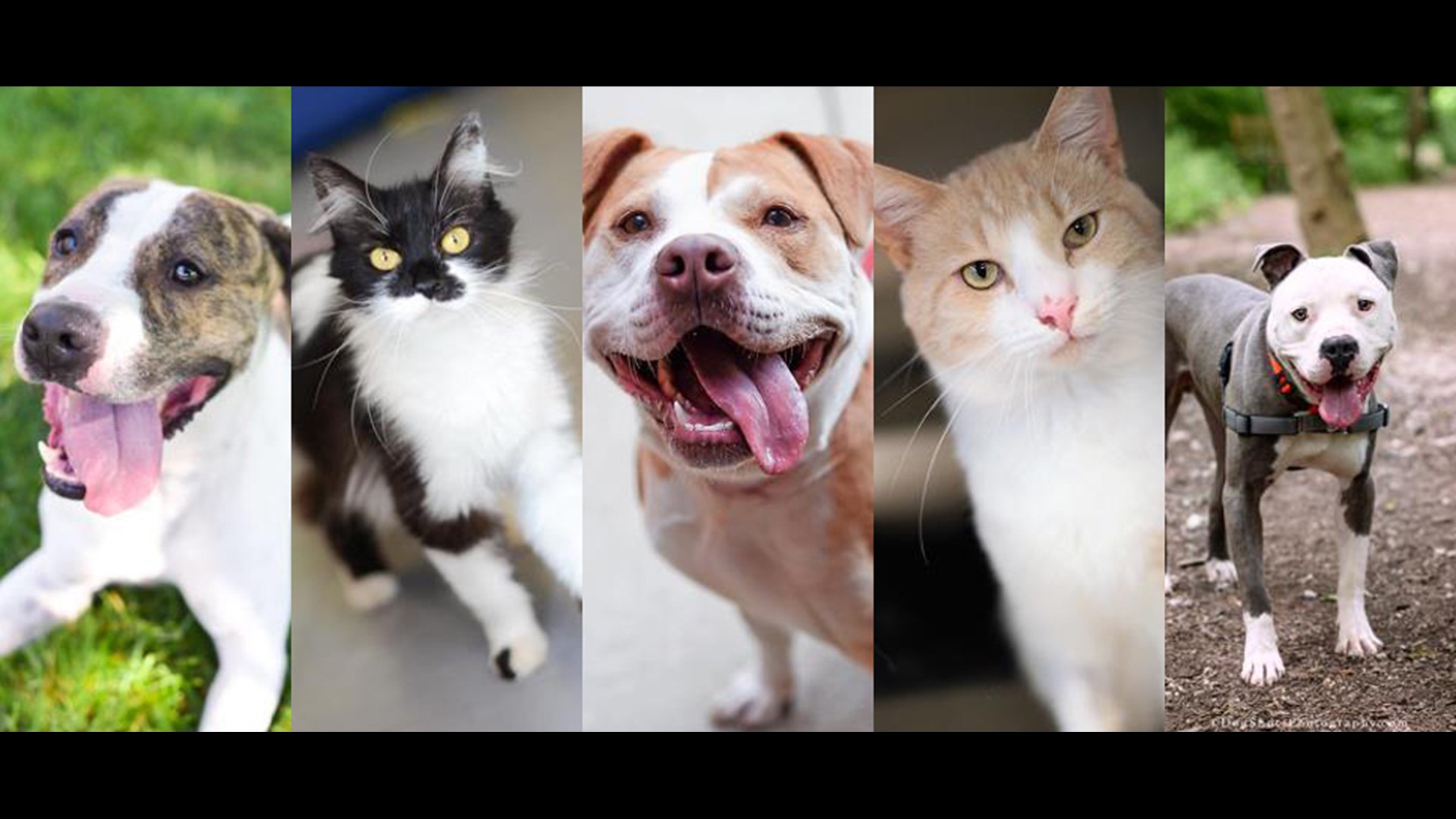 Humane Society of Indianapolis | wthr.com