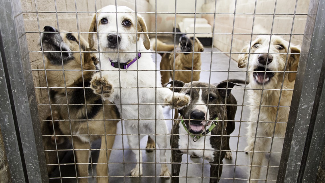 Fishers Humane Society Taking Part In Clear The Shelters Wthr