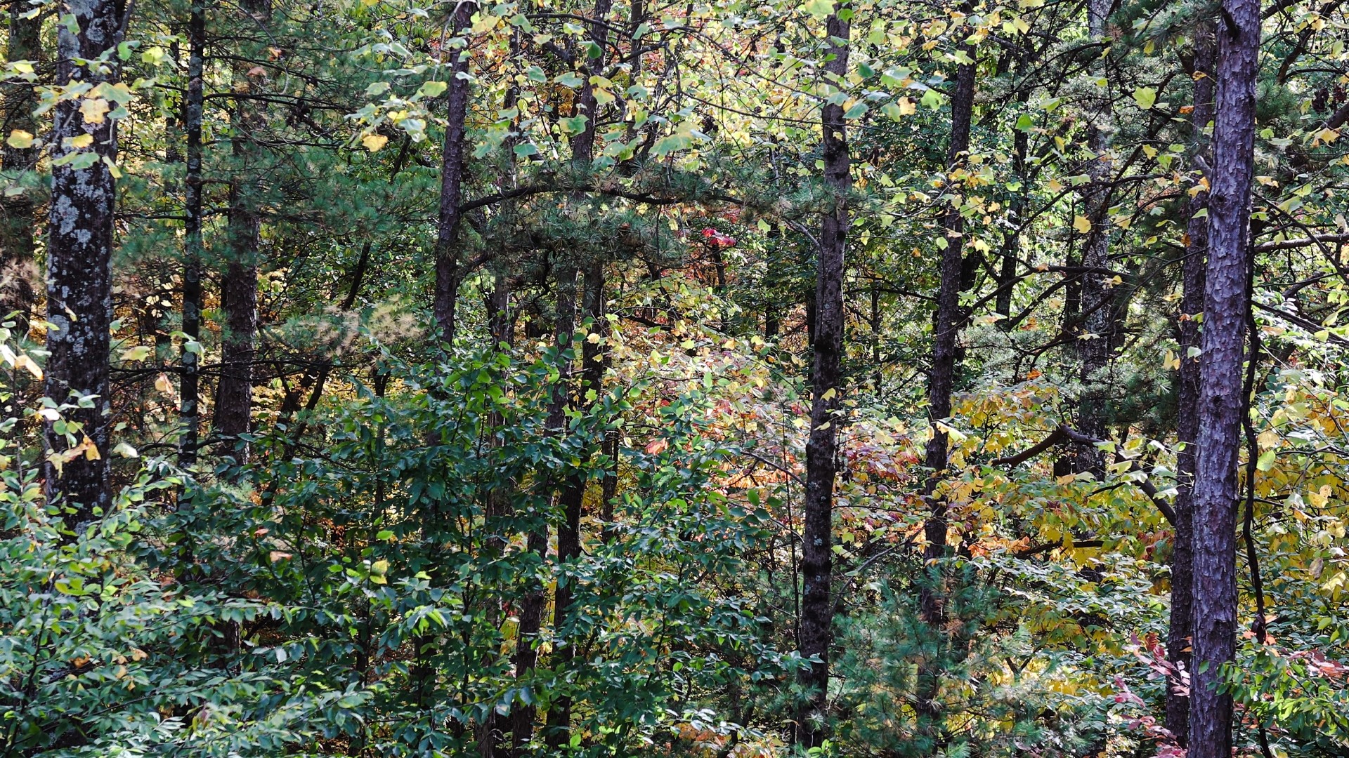 Trail 3 at Turkey Run named 'Best in Midwest' | wthr.com