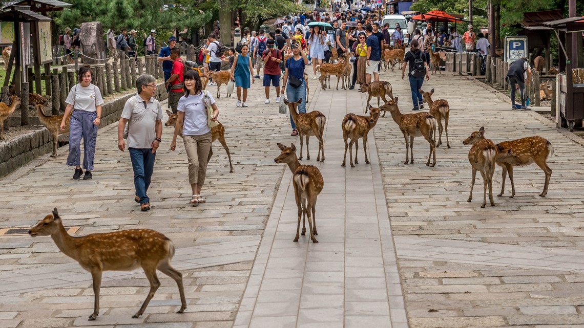Nara Park is 'like a petting zoo on steroids' where the deer are divine ...