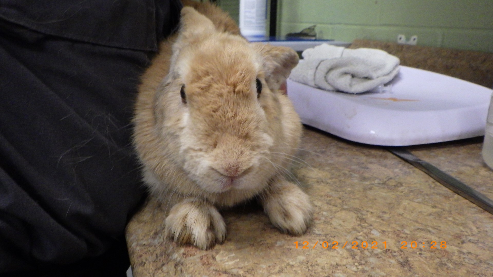 Rabbits dumped and abandoned on Indy's east side | wthr.com