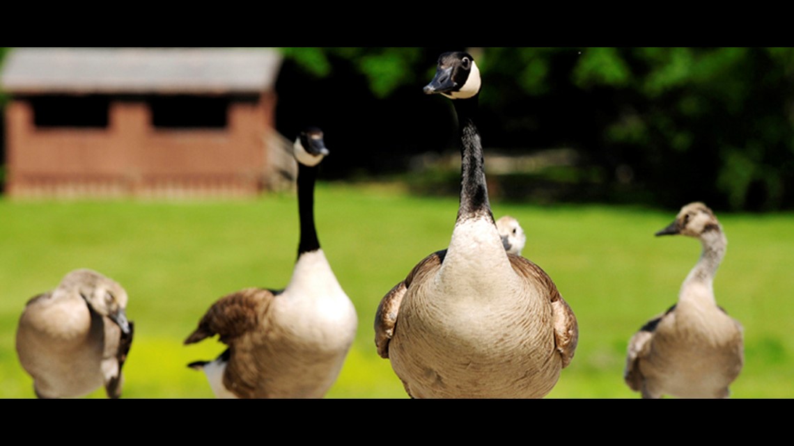 Police: Goose attacks 2 people in suburban Indianapolis | wthr.com