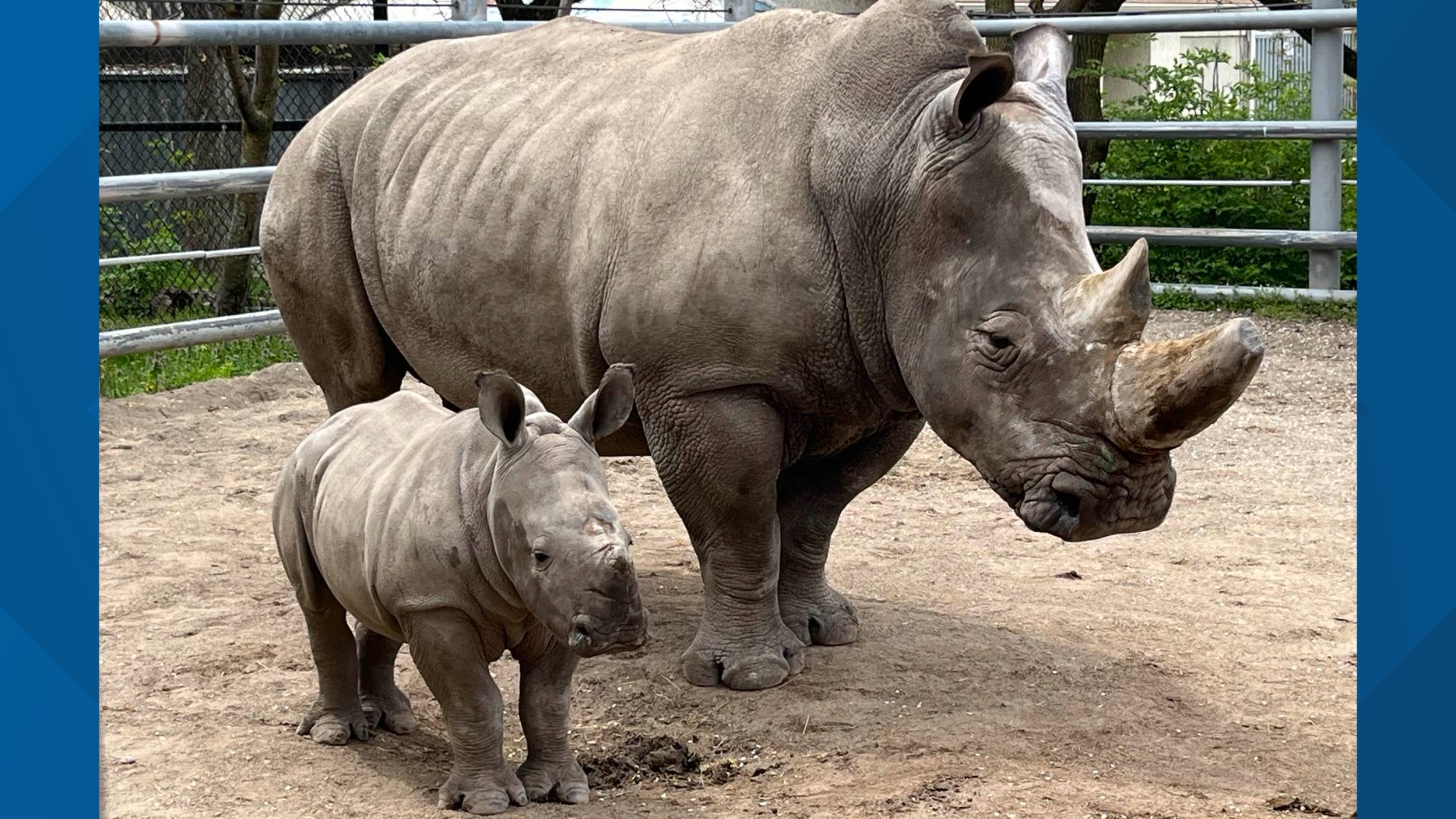 Indianapolis Zoo announces name of rhino calf | wthr.com