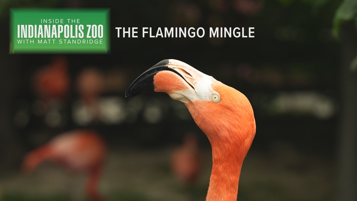 Behind the Scenes at the Zoo: Flamingo Socials, Mussel Conservation ...
