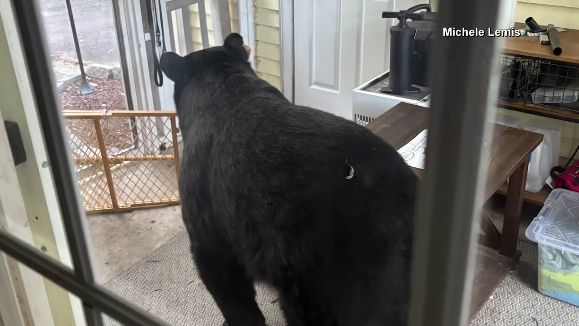 Bear breaks into Connecticut home | wthr.com