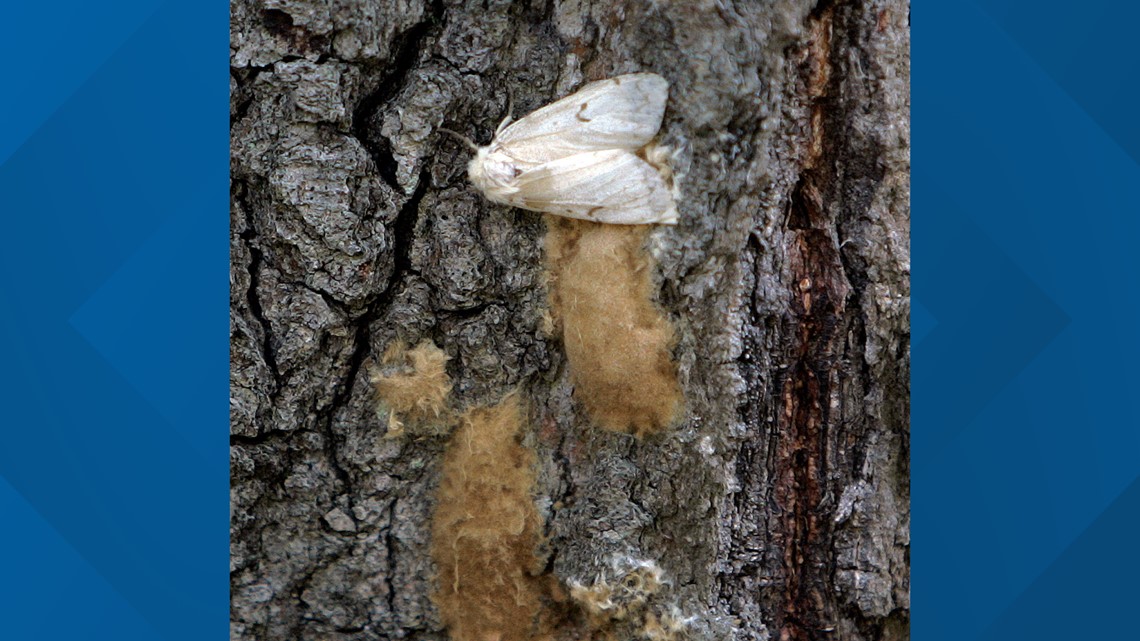 Indiana DNR to spray in 3 counties for invasive gypsy moths | wthr.com