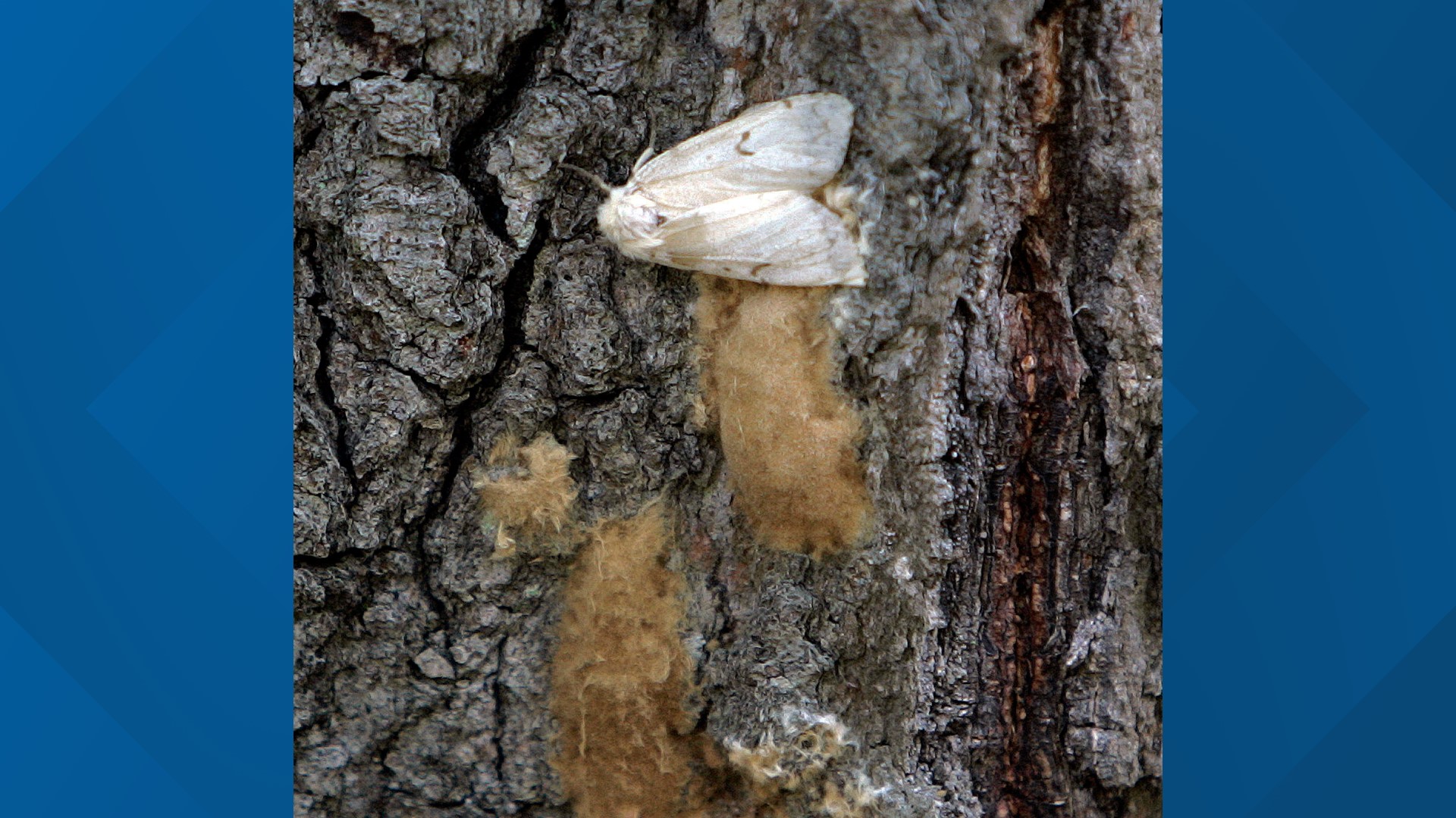 Indiana DNR to spray in 3 counties for invasive gypsy moths | wthr.com