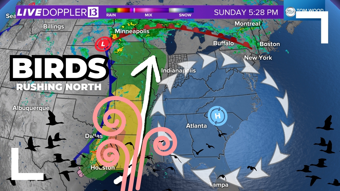 Big wave of birds heading north tonight across the Great Lakes | wthr.com