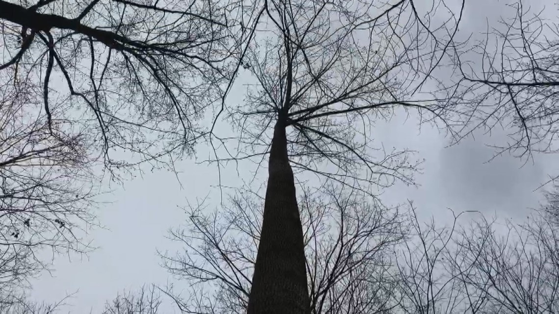 Going Green: Plant a tree | wthr.com