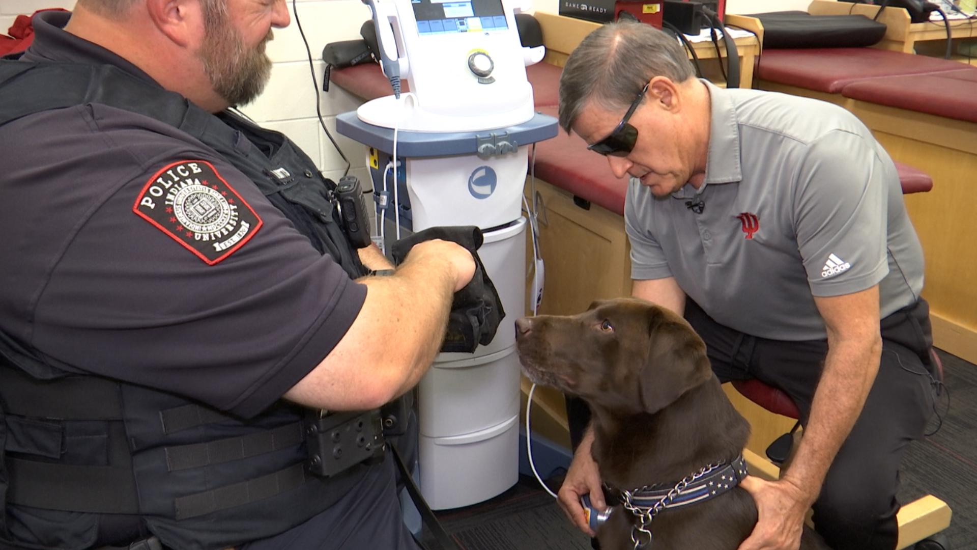 Athletic trainer helps keep IU bomb-sniffing K-9 in top shape | wthr.com