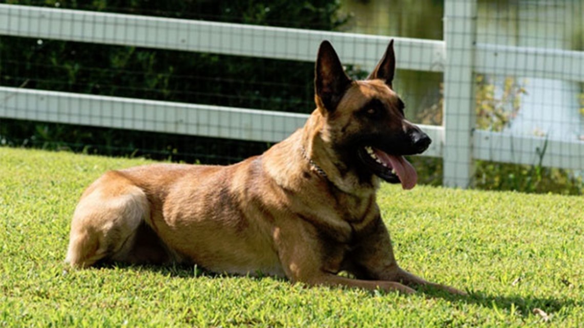 4 police dogs killed in action honored with new 'AKC Paw of Courage ...