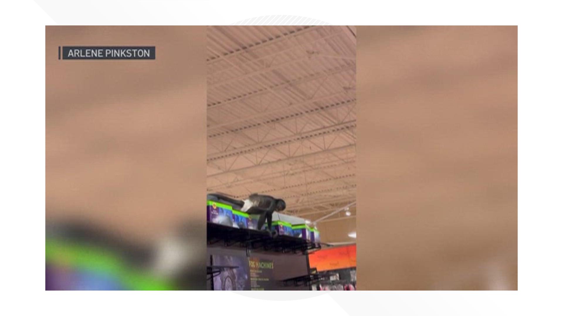 Monkey gets loose in Texas Halloween store | wthr.com