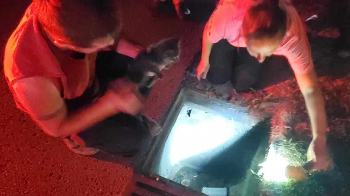 Kitten rescued from underground water pipe in Marion | wthr.com