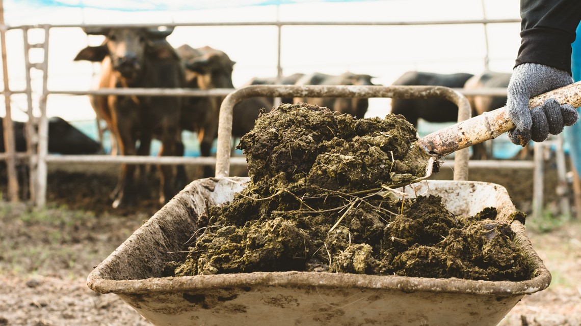Iowa State Fair 2023: Cow Chip Throwing Contest | wthr.com