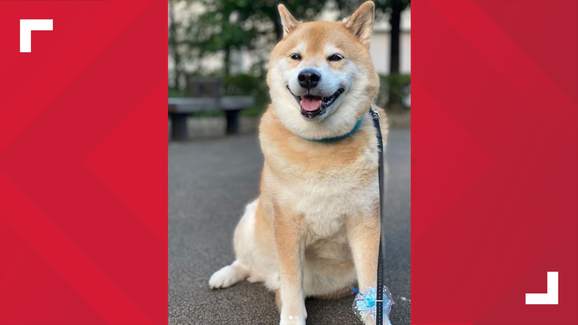 Maru: The forgotten dog now loved by millions | wthr.com