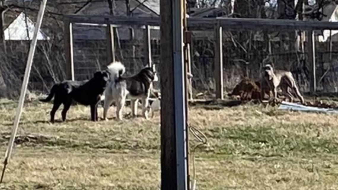 Animal welfare groups create survey to help with loose dogs | wthr.com