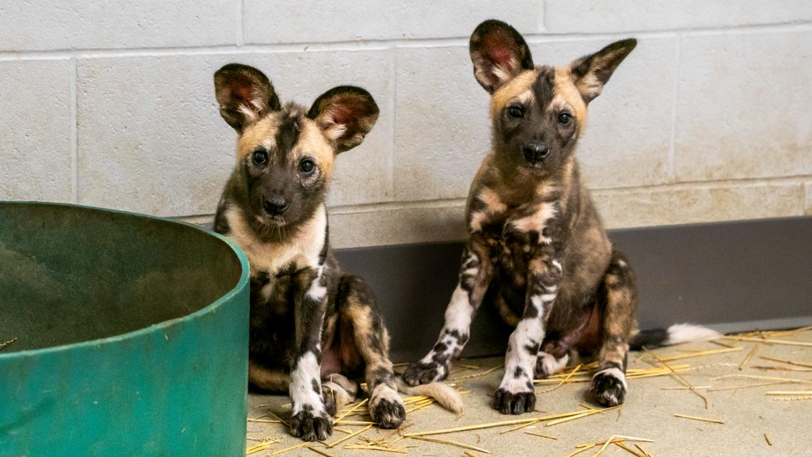 Painted dog pups painting story of survival at Indiana zoo | wthr.com