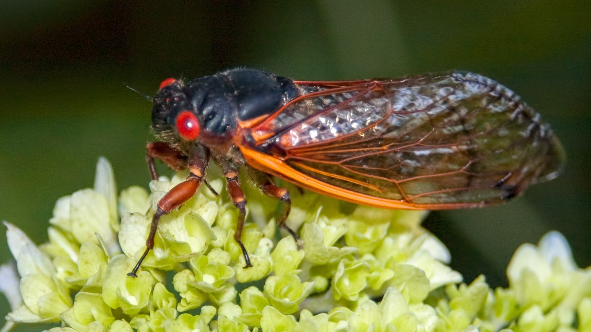 Cicada broods to emerge in 221-year event | wthr.com
