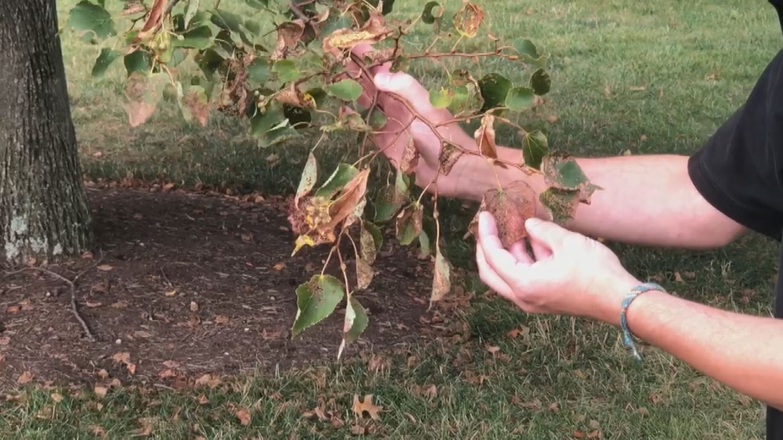Going Green: Invasive insects and bugs that harm trees | wthr.com