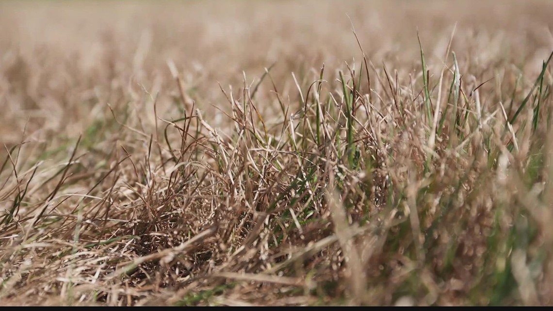 Managing your lawn in a drought | wthr.com