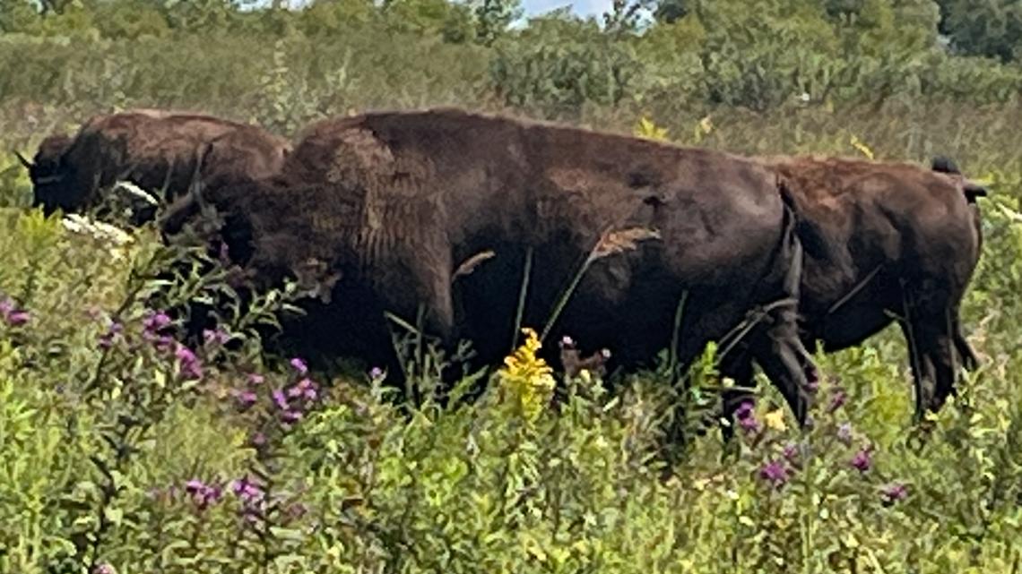 Bison back in Indiana: The IU mascot and the real, majestic animals at ...