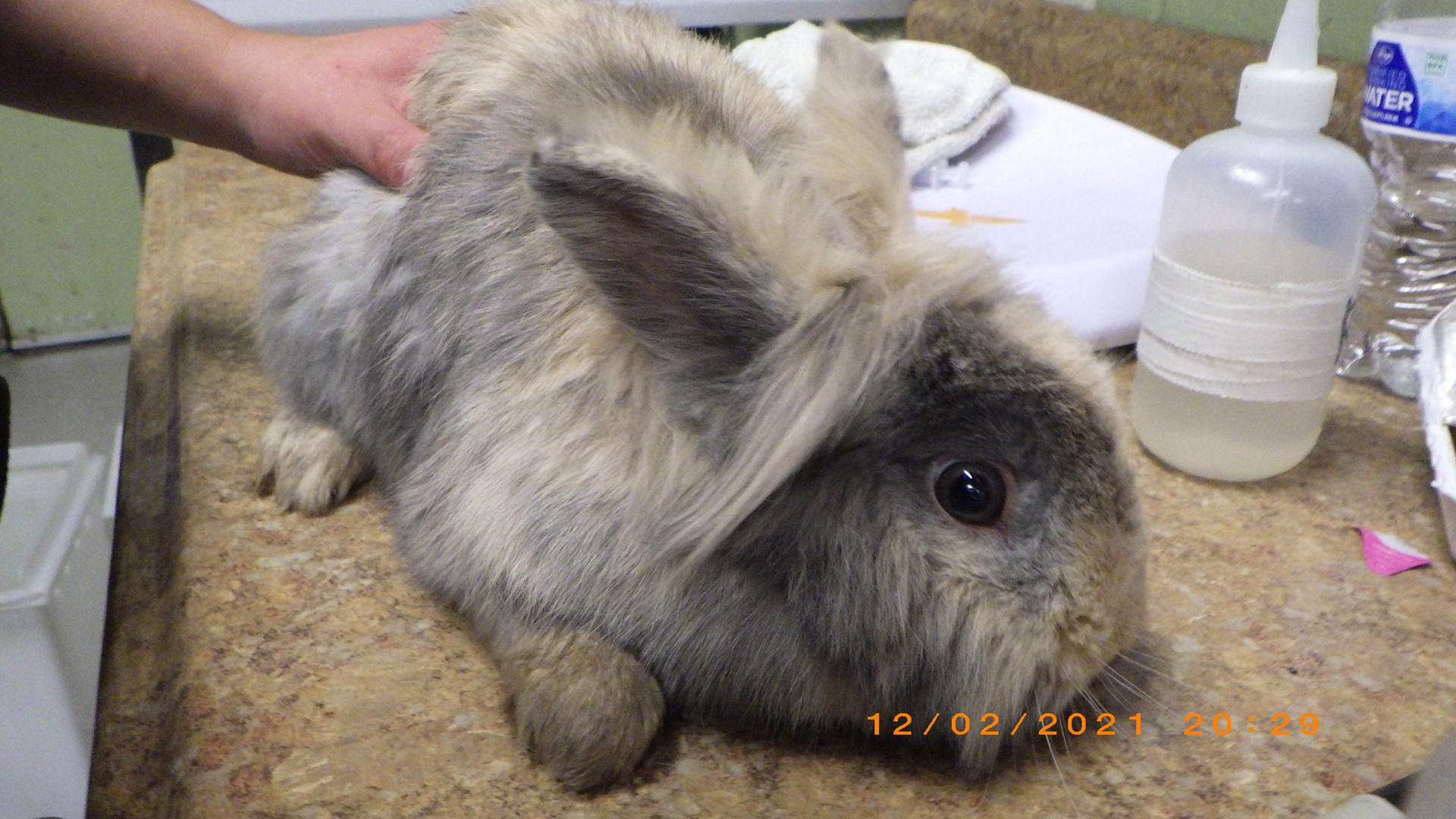 Rabbits dumped and abandoned on Indy's east side | wthr.com