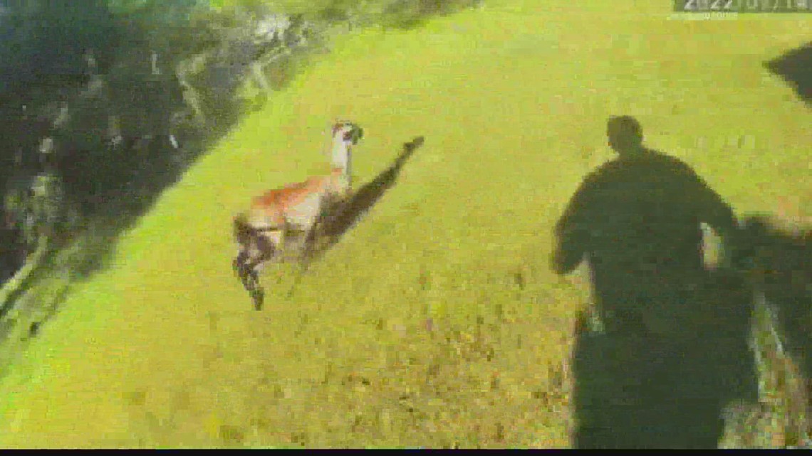 WATCH: Lost goat leads Cumberland officers on backyard chase | wthr.com
