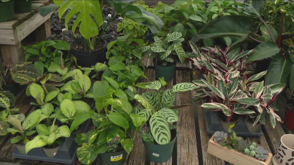 Pat Sullivan tips for care and watering of house plants in winter ...