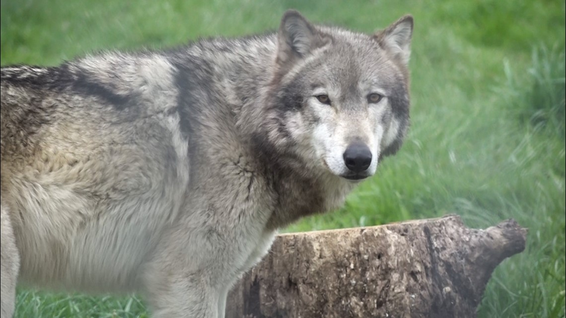 Wolf Park Turns 50 Years Old | wthr.com