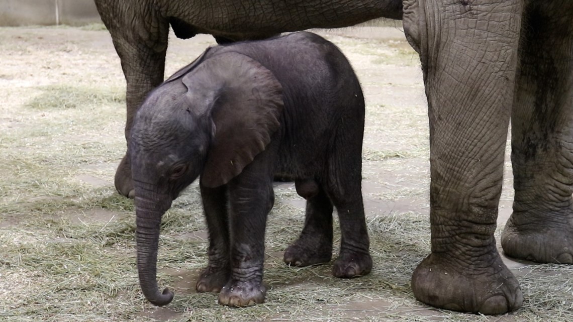 Indianapolis Zoo welcomes African elephant through historic birth ...