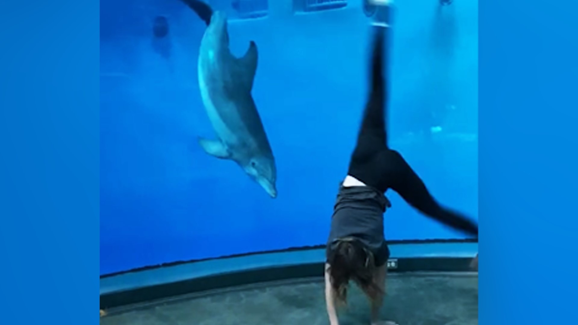 Dolphin does flips with cartwheeling woman at Indianapolis Zoo | wthr.com