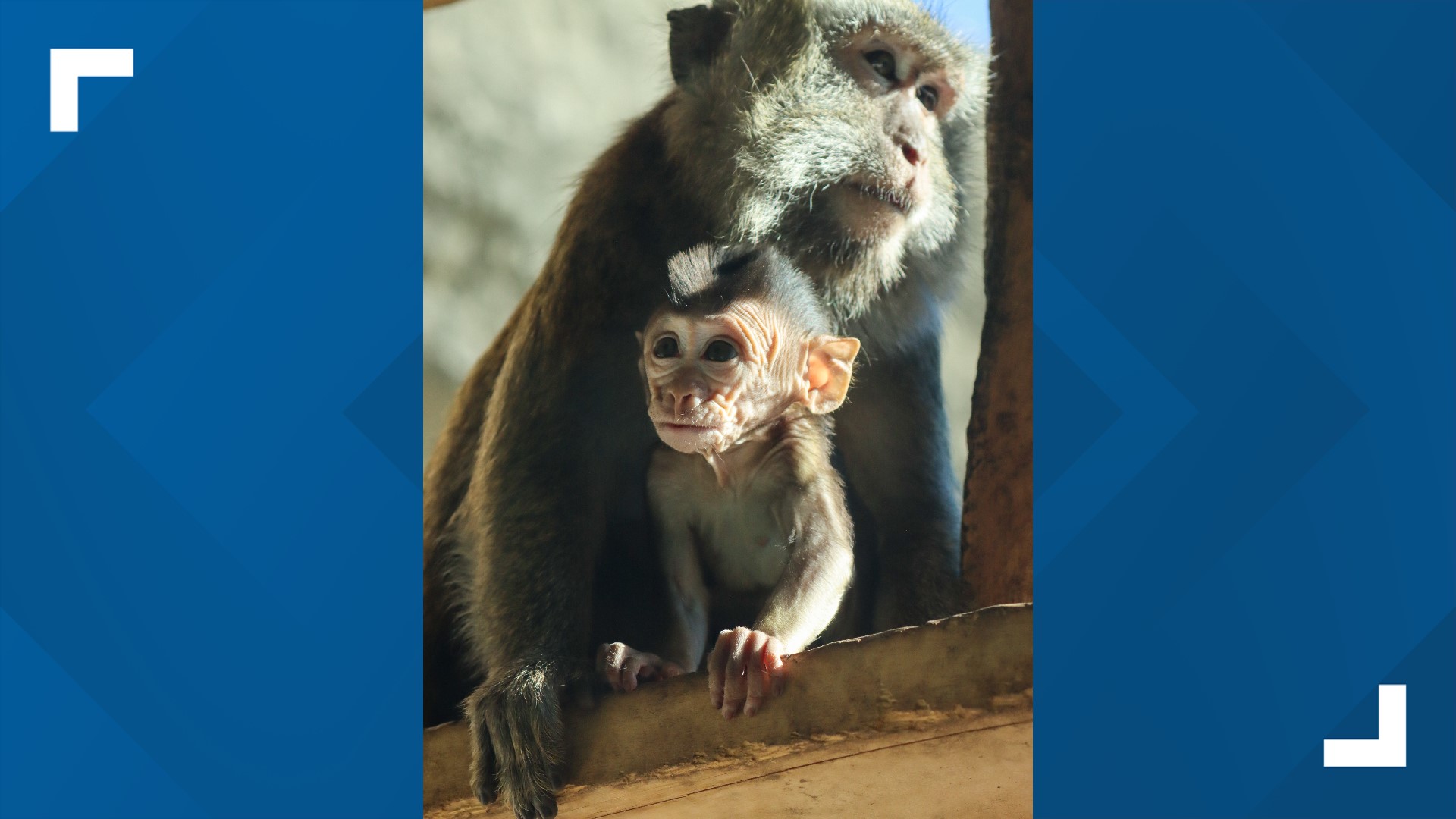Indianapolis Zoo introduces 4 baby macaques | wthr.com