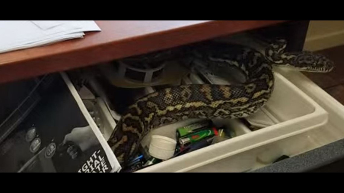 Woman in Australia finds snake in desk drawer | wthr.com