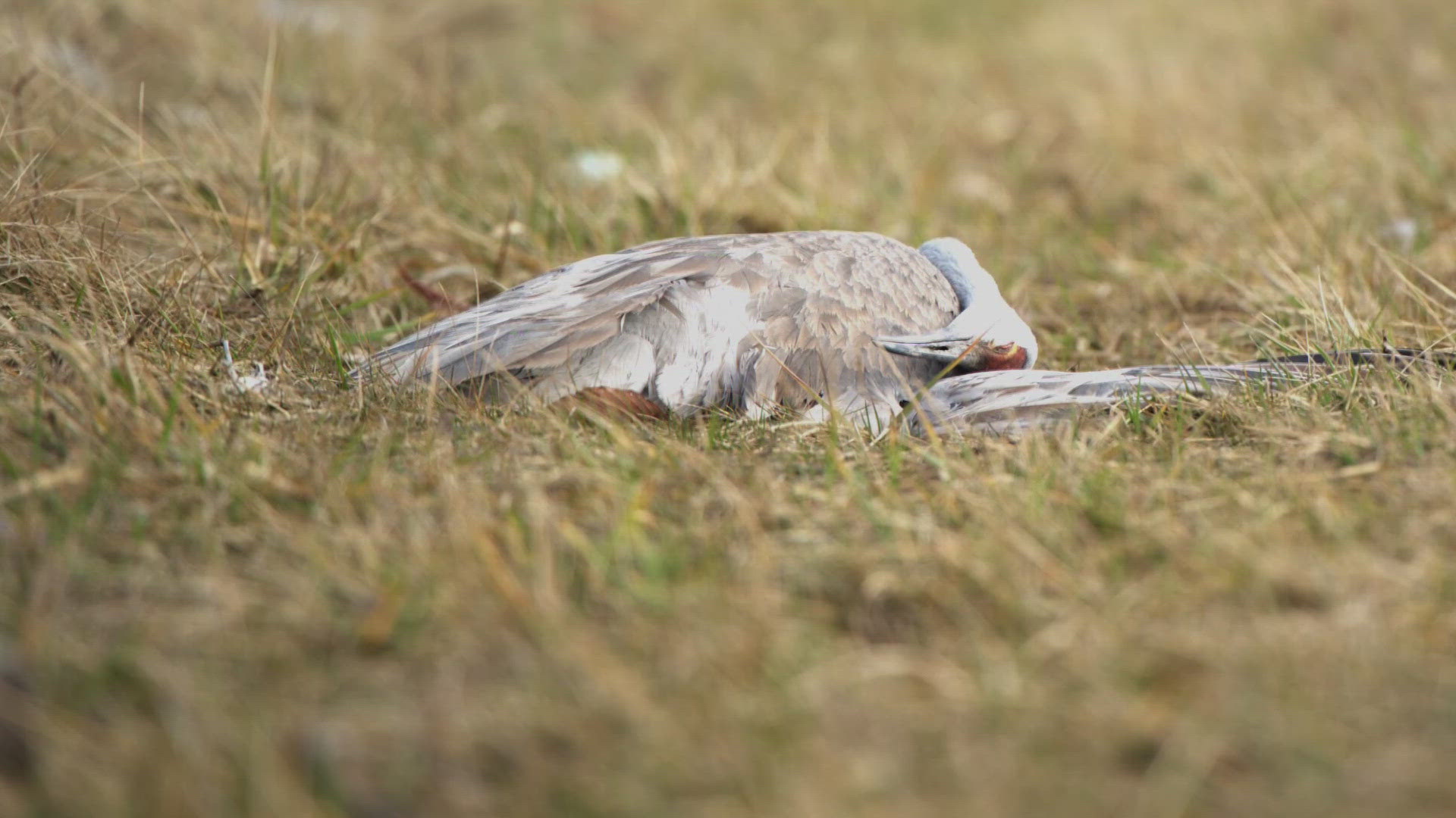 Sandhill cranes suffer tragic losses as bird flu sweeps through ...